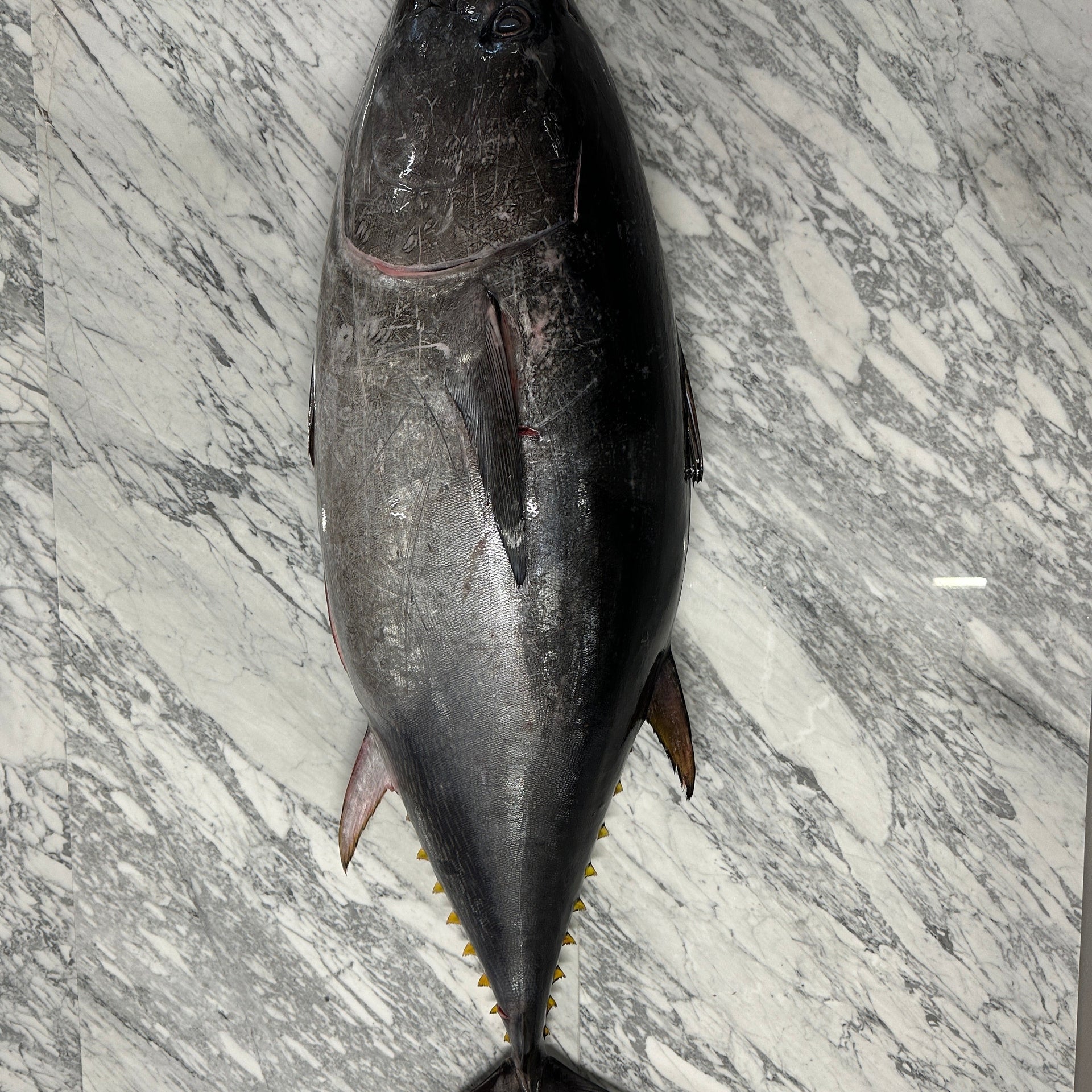 Atún Aleta Azul Entero 40kg – Amor a Mar