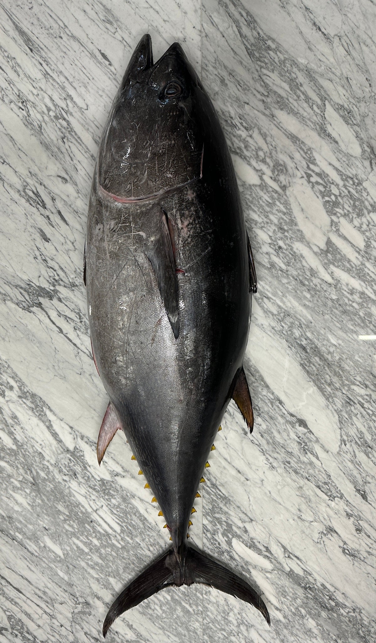 Atún Aleta Azul Entero 40kg – Amor a Mar