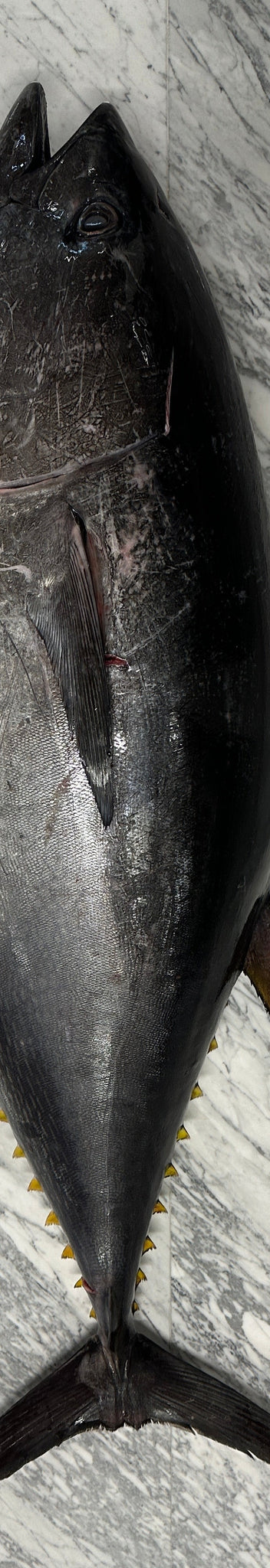 Atún Aleta Azul Entero 40kg – Amor a Mar