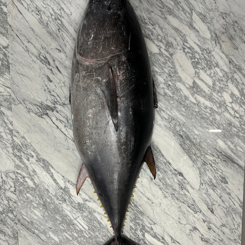 Atún Aleta Azul Entero 40kg – Amor a Mar