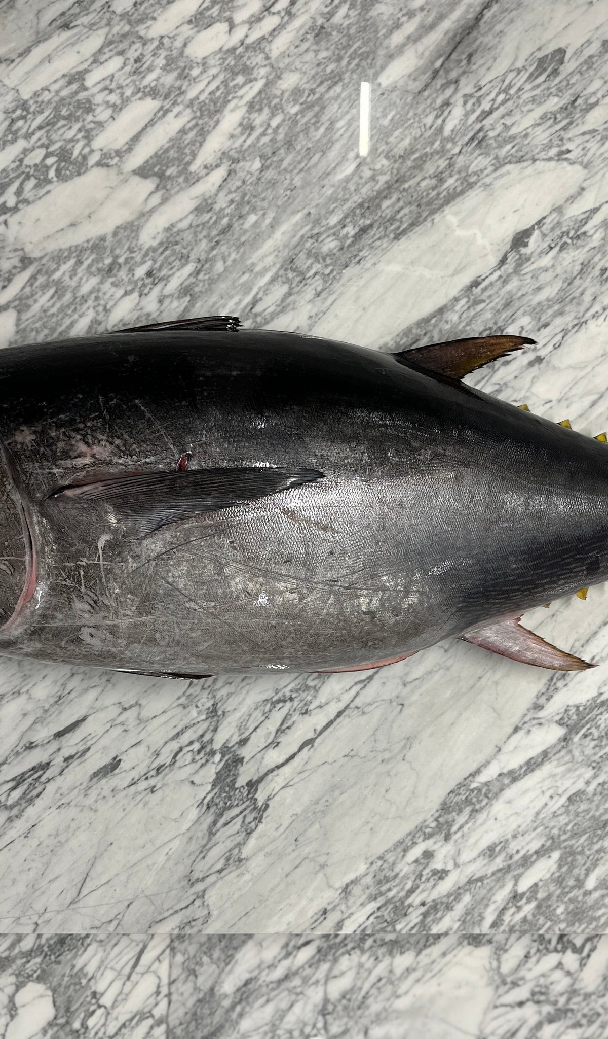 Atún Aleta Azul Entero 40kg – Amor a Mar