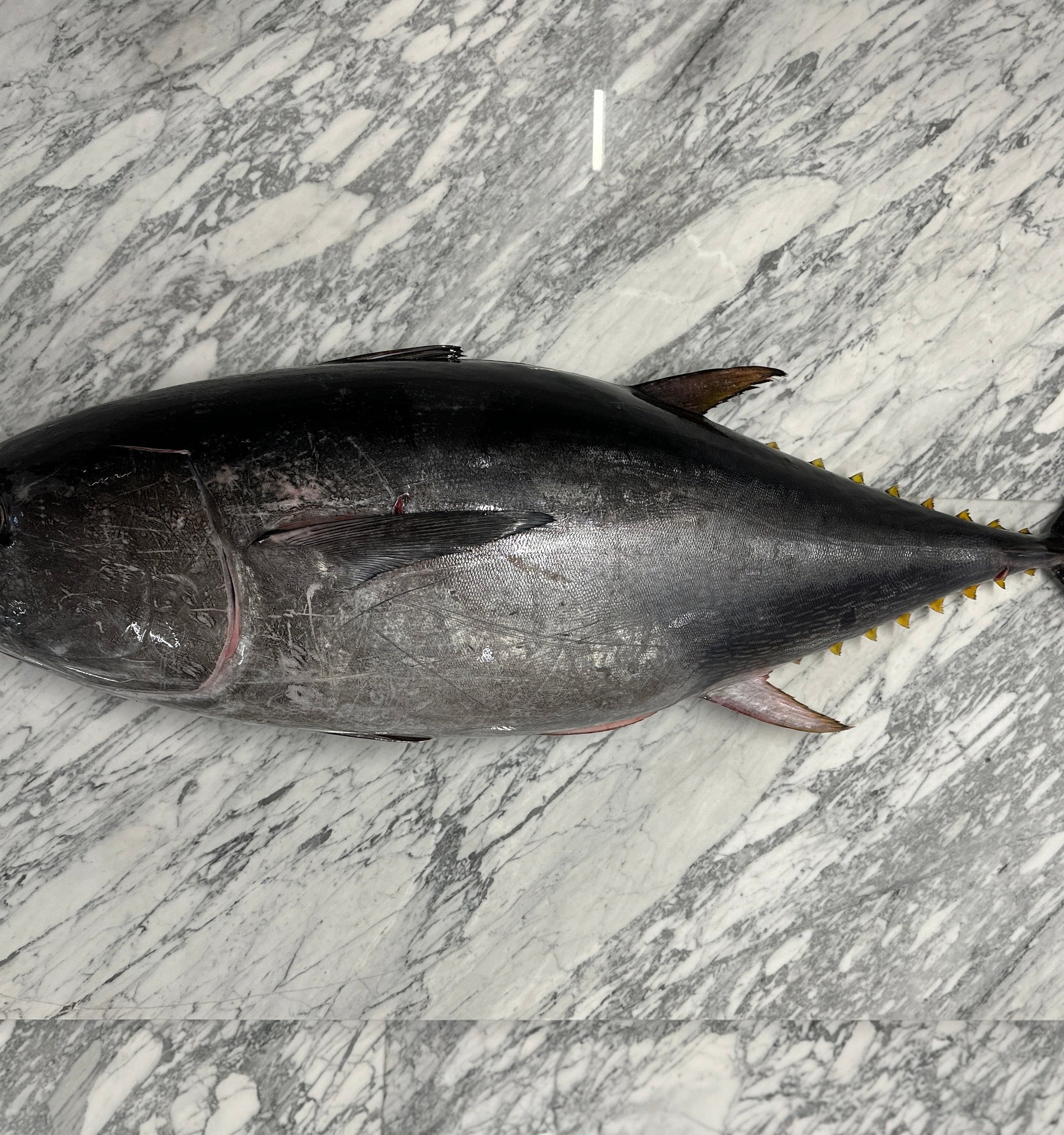 Atún Aleta Azul Entero 40kg – Amor a Mar