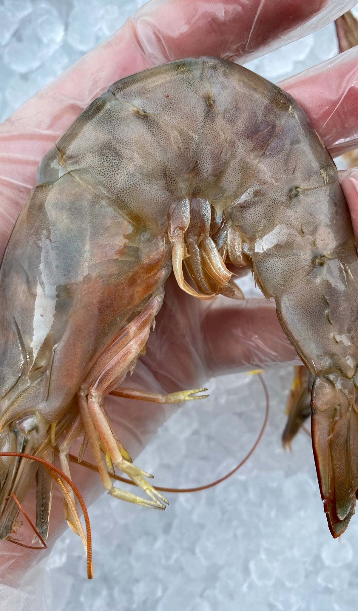 Camarón 20-30 de Altamar con cabeza 1 Kg – Amor a Mar